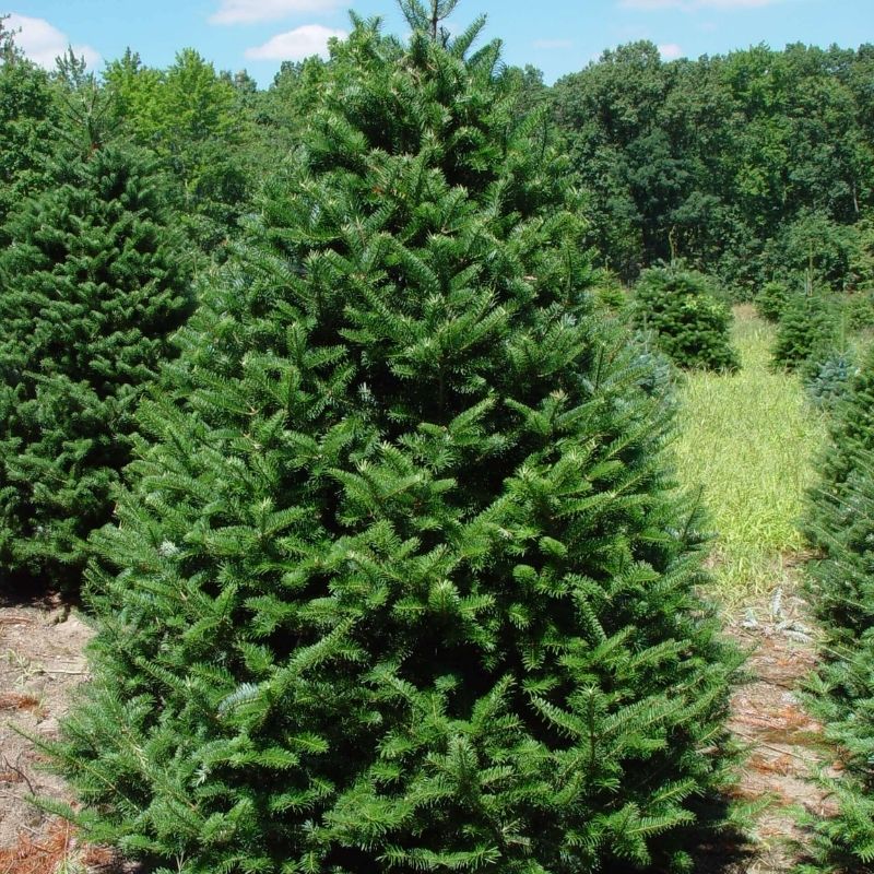 10 Jenis Pohon Natal, Mana yang Paling Cocok untuk Dekorasi?