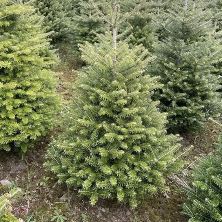 10 Jenis Pohon Natal, Mana yang Paling Cocok untuk Dekorasi?