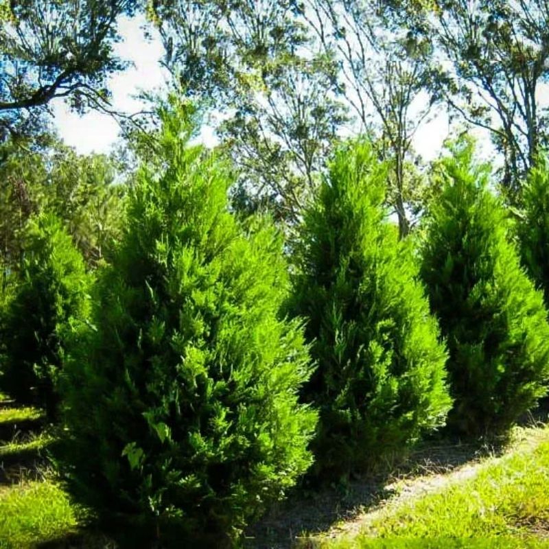 10 Jenis Pohon Natal, Mana yang Paling Cocok untuk Dekorasi?