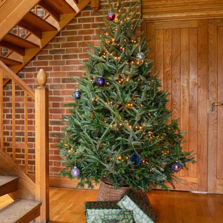 10 Jenis Pohon Natal, Mana yang Paling Cocok untuk Dekorasi?